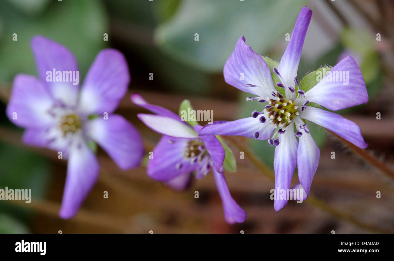 Alpine flower hi-res stock photography and images - Alamy