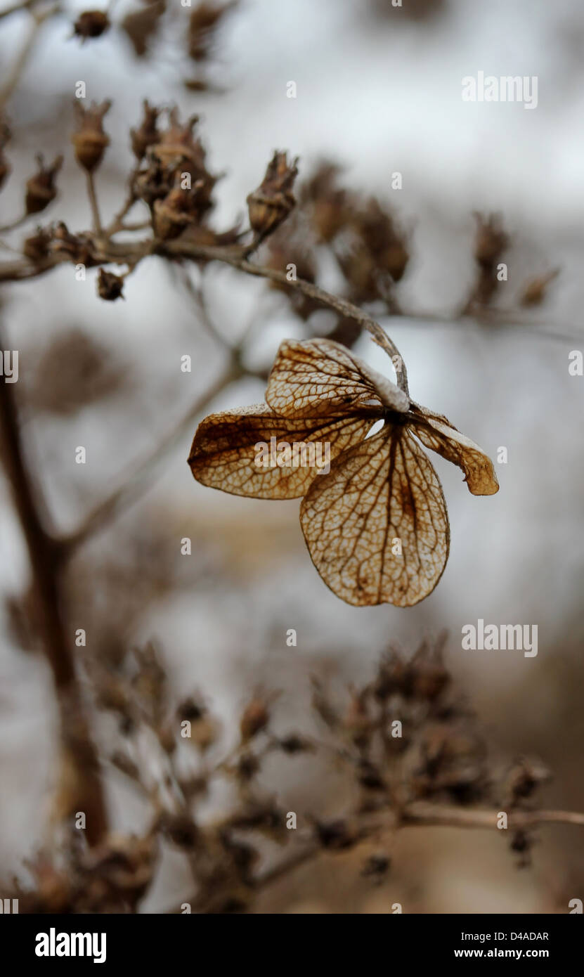 Skeleton flower hi-res stock photography and images - Alamy