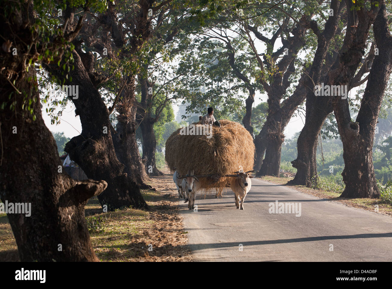 Ox cart carrying harvested grass on a road to Yangon Myanmar, Burma ...