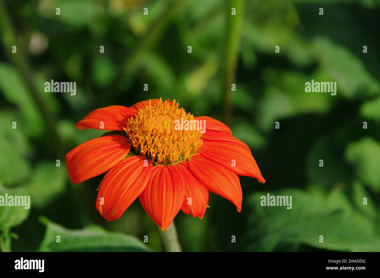 Tithonia hi-res stock photography and images - Alamy