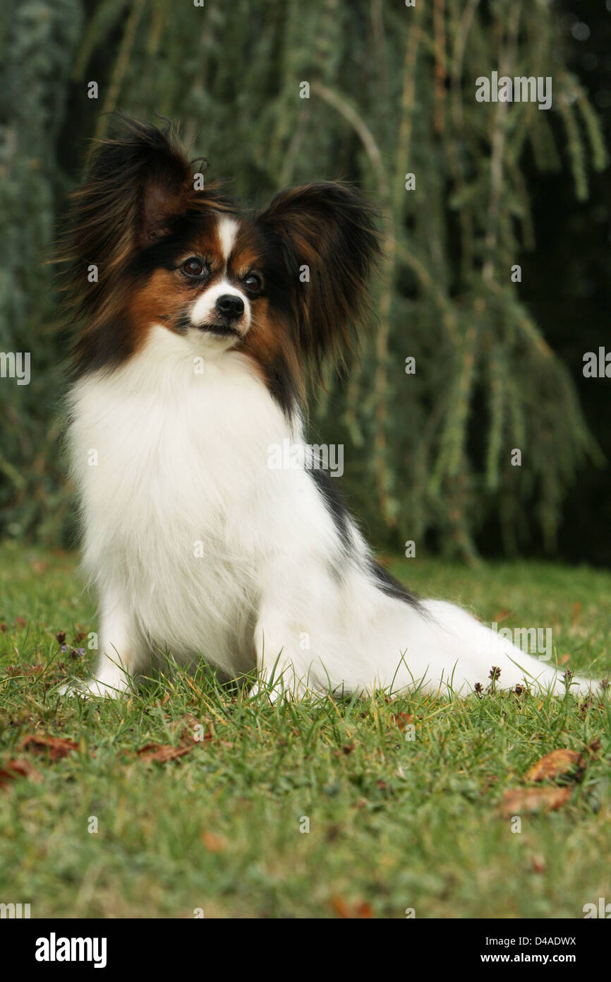 Dog face butterfly hi-res stock photography and images - Alamy