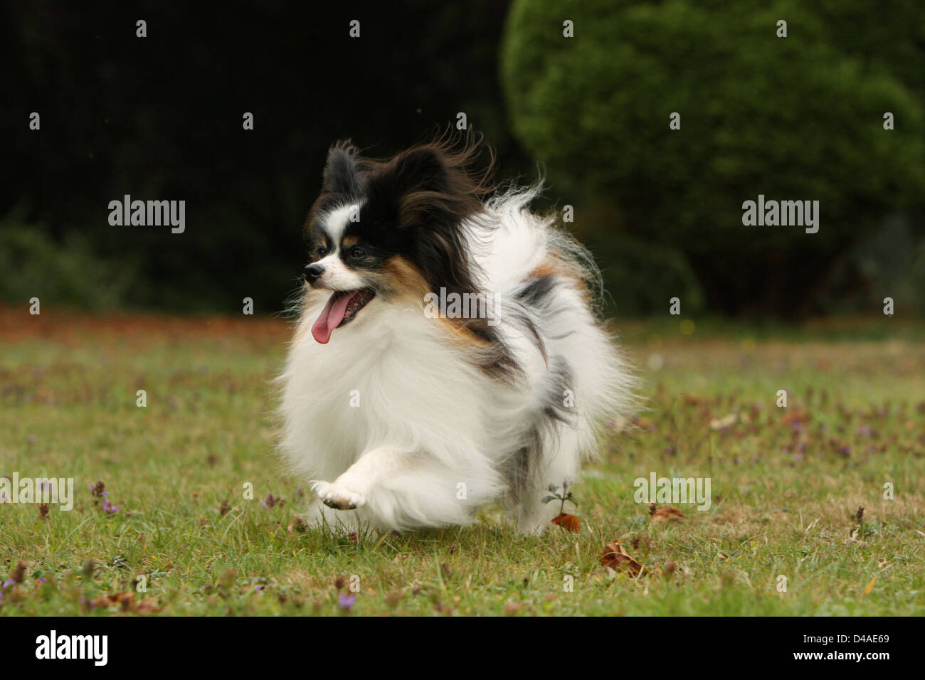 Dog Papillon / Continental Toy Spaniel Butterfly Dog adult running in a ...