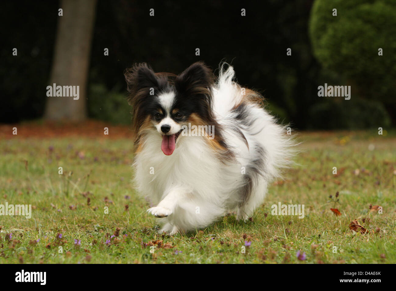 Dog Papillon / Continental Toy Spaniel Butterfly Dog adult running in a ...