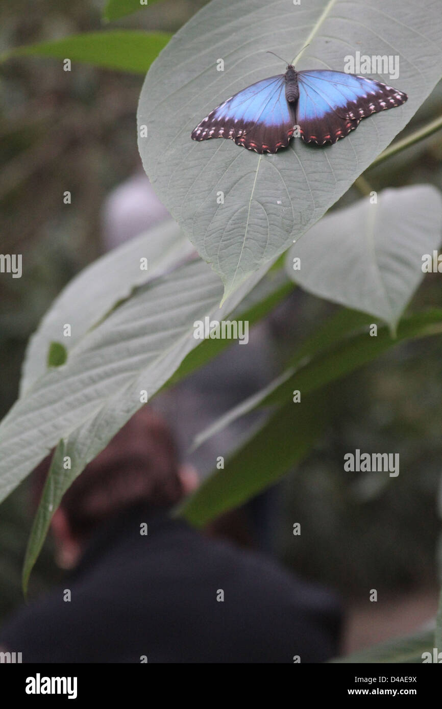 Morpho farm hi-res stock photography and images - Alamy