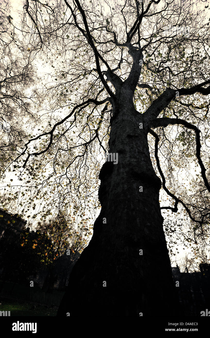 A spooky tree at sunset Stock Photo - Alamy