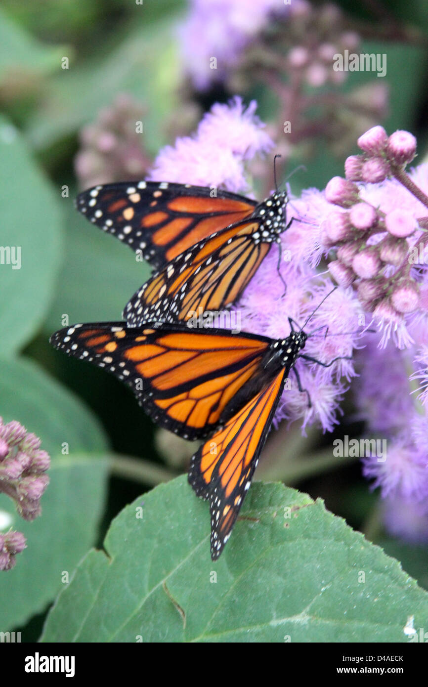 Male and female monarch butterflies hi-res stock photography and images ...