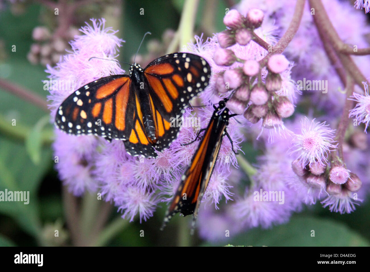 Male and female monarch butterflies hi-res stock photography and images ...