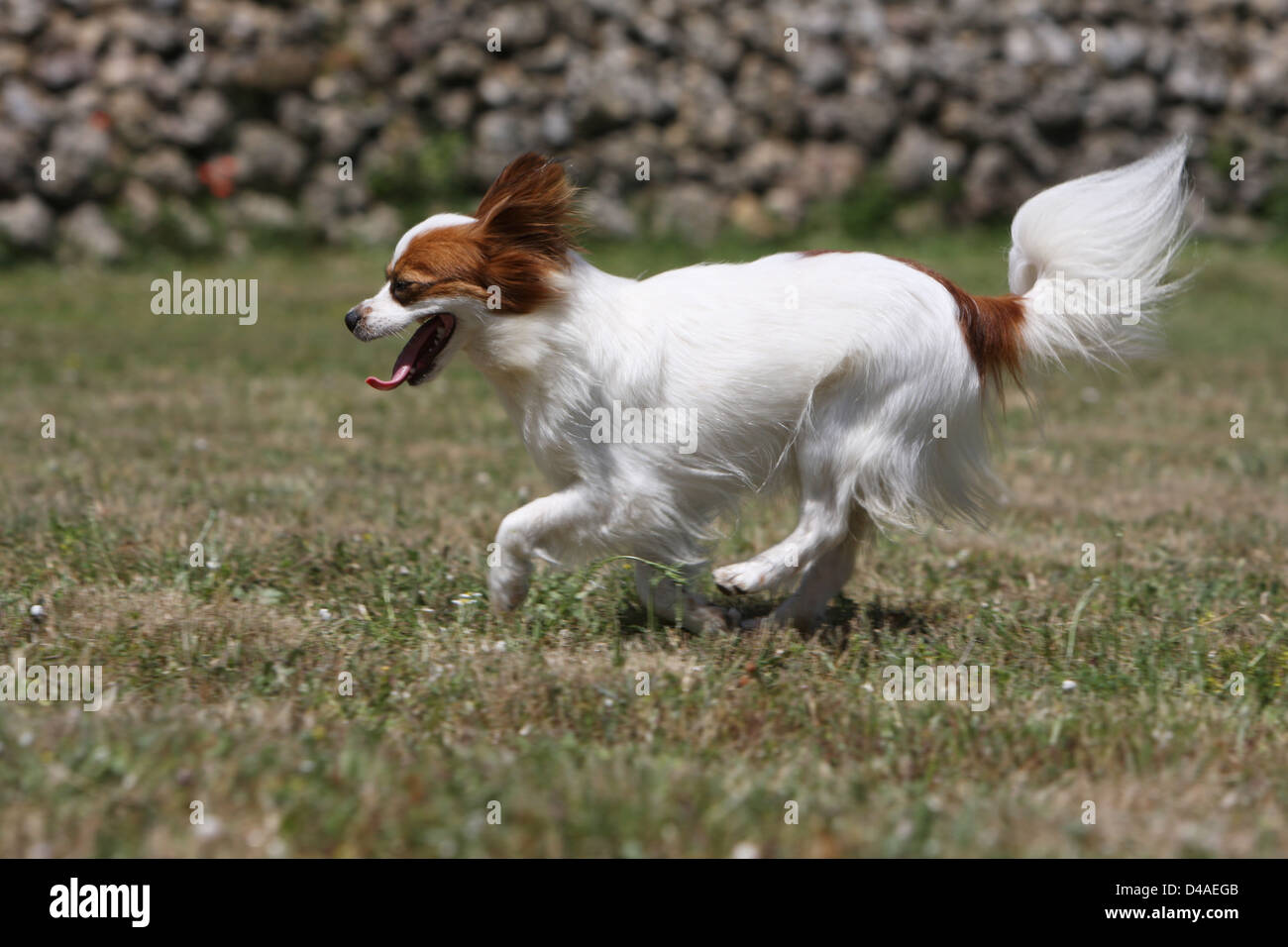 Dog Papillon / Continental Toy Spaniel Butterfly Dog adult running in a ...