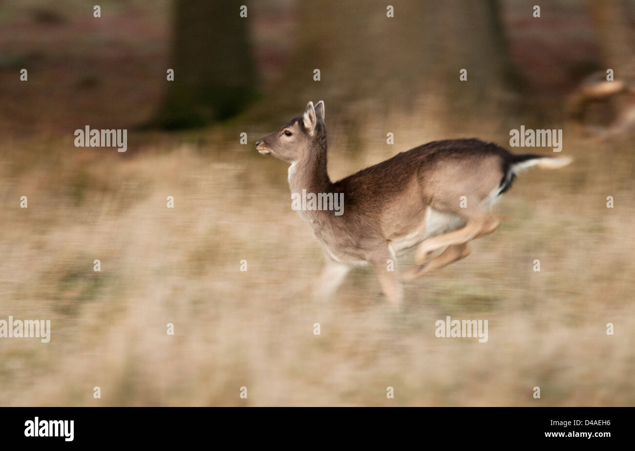 Running deer hi-res stock photography and images - Alamy