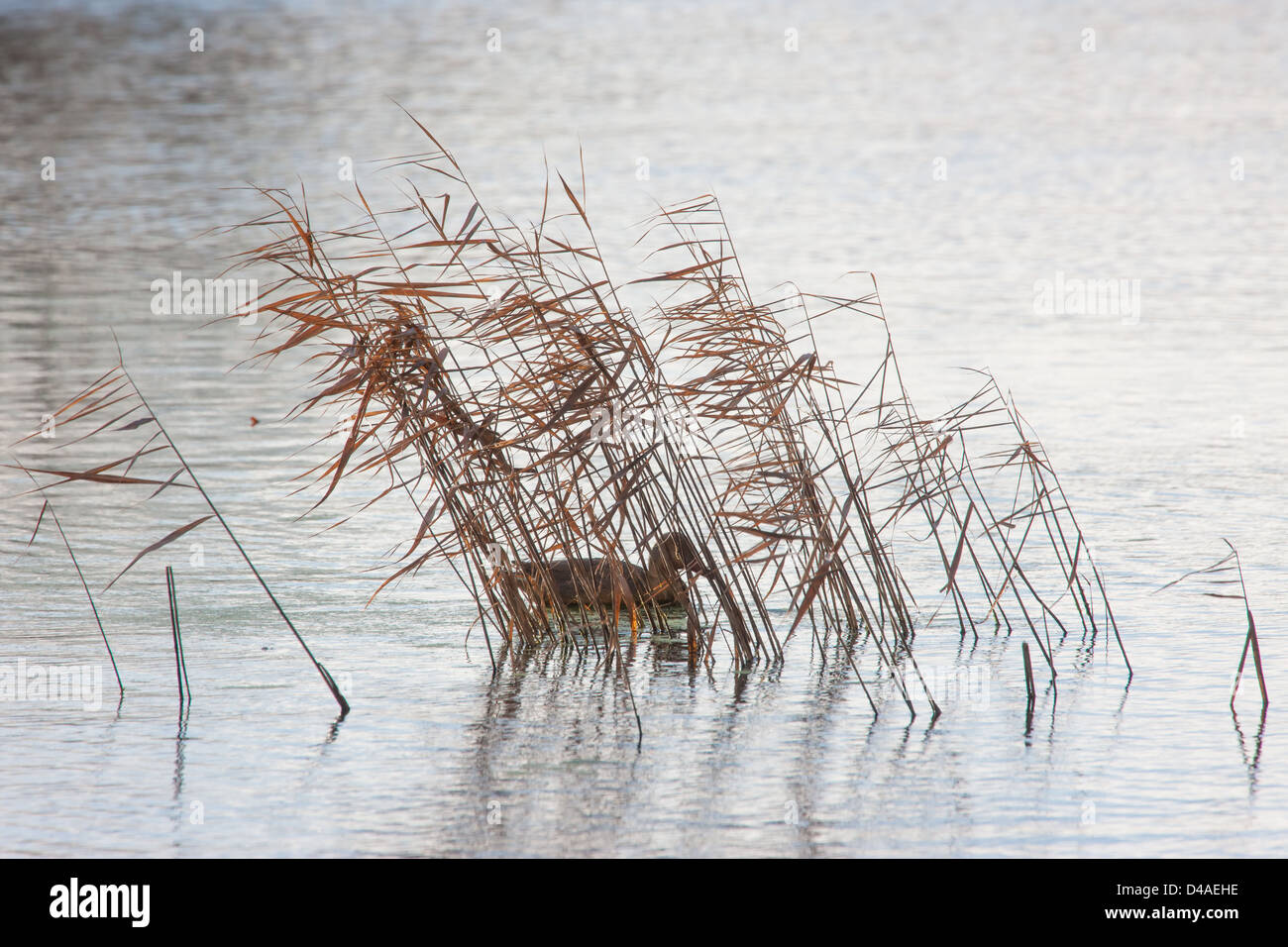 Duck and reeds hi-res stock photography and images - Alamy