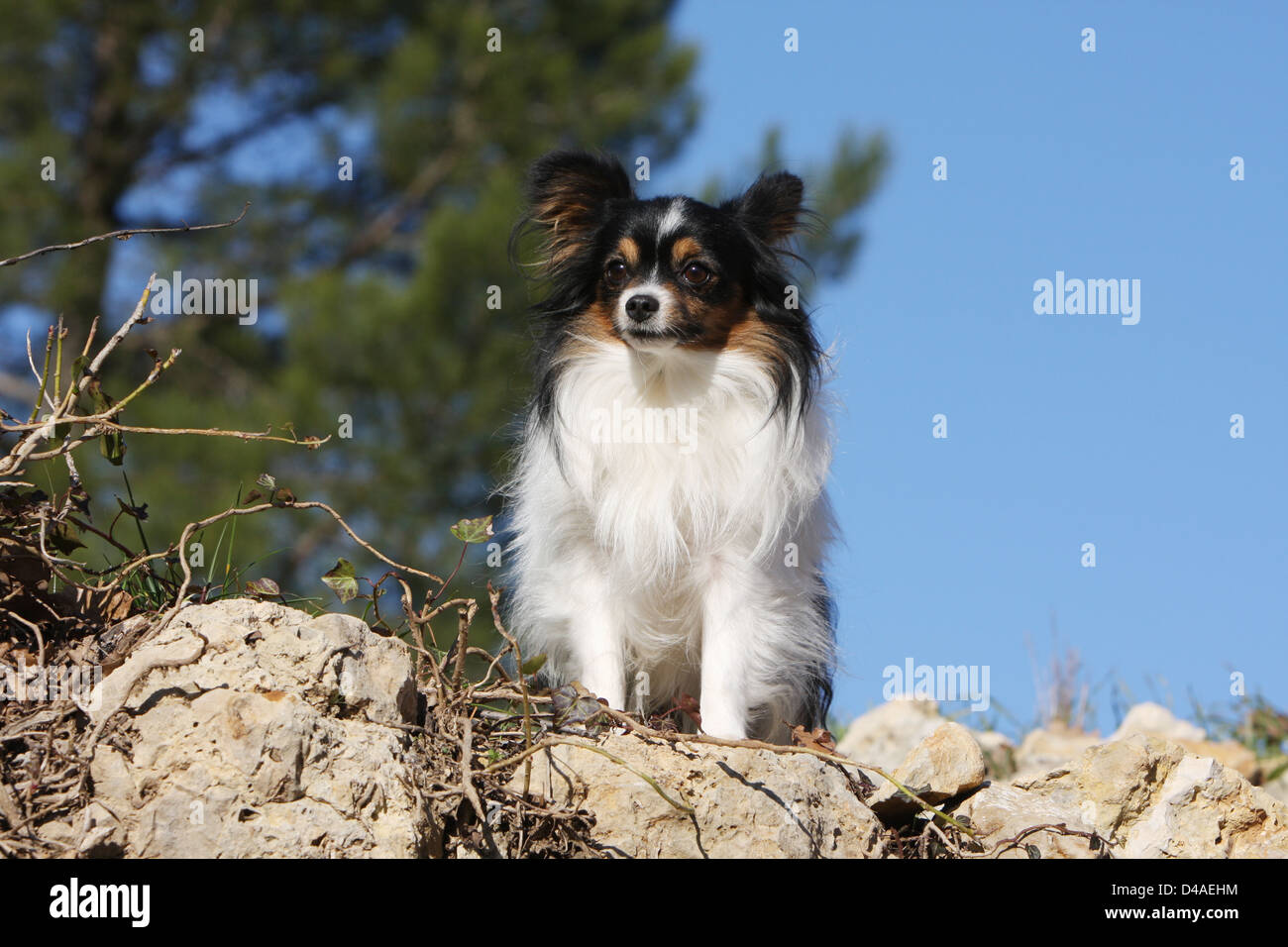 Dog Papillon / Continental Toy Spaniel Butterfly Dog adult sitting on ...
