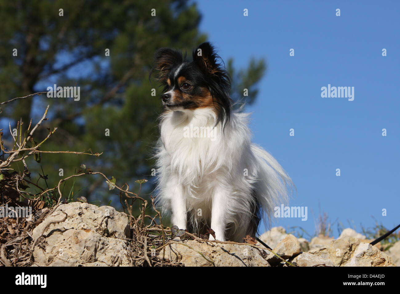 Papillons continental toy spaniel hi-res stock photography and images ...