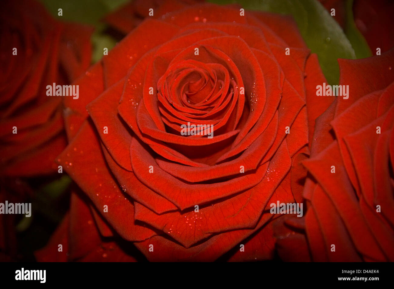 Crimson red hi-res stock photography and images - Alamy