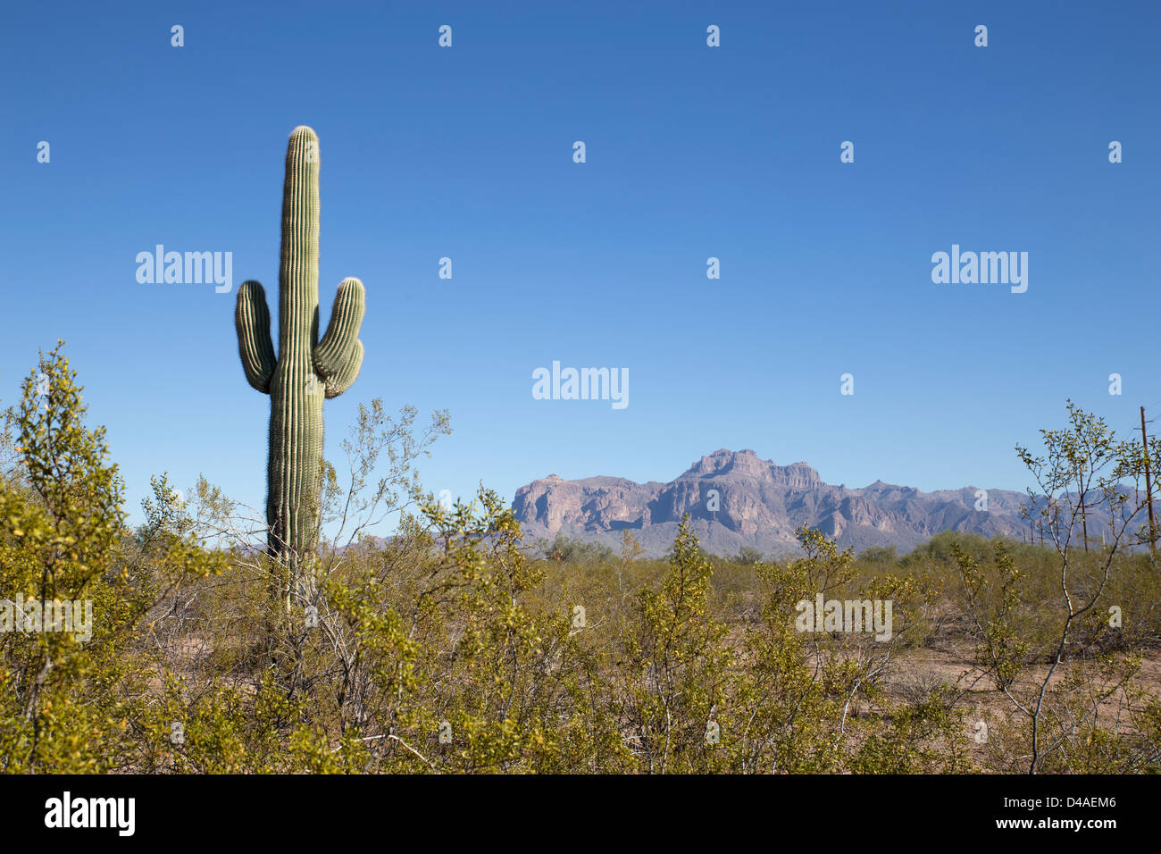 A cactus in the Arizona Desert with mountains in the background Stock ...