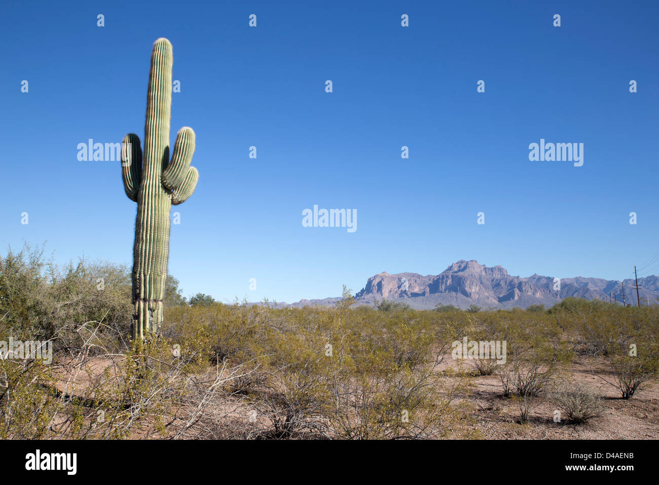 A cactus in the Arizona Desert with mountains in the background Stock ...