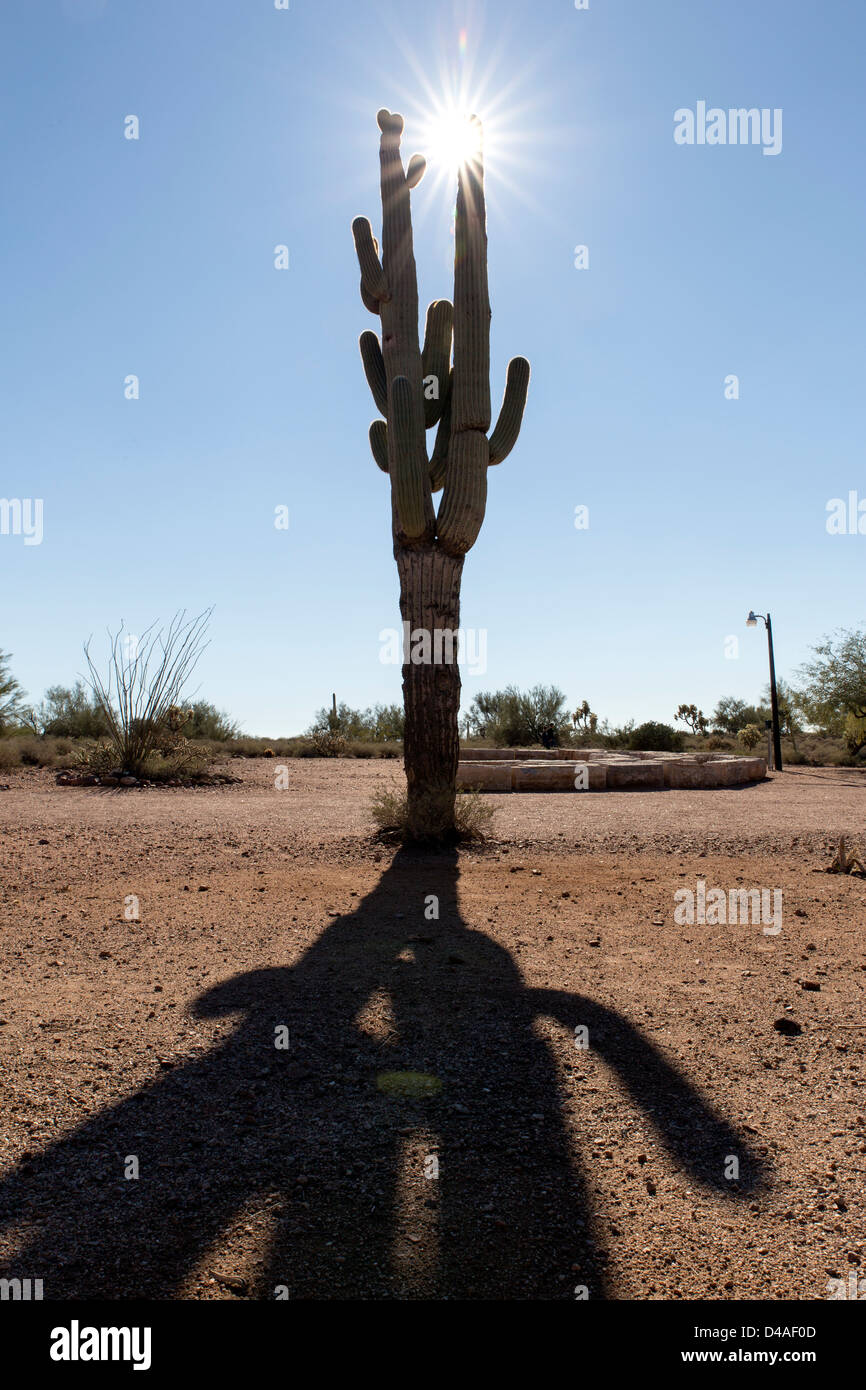 A huge cactus with the sun coming through it Stock Photo - Alamy