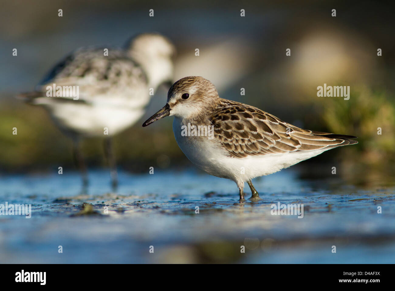 juvenile Semipalmated sandpiper in autumn migration Stock Photo - Alamy