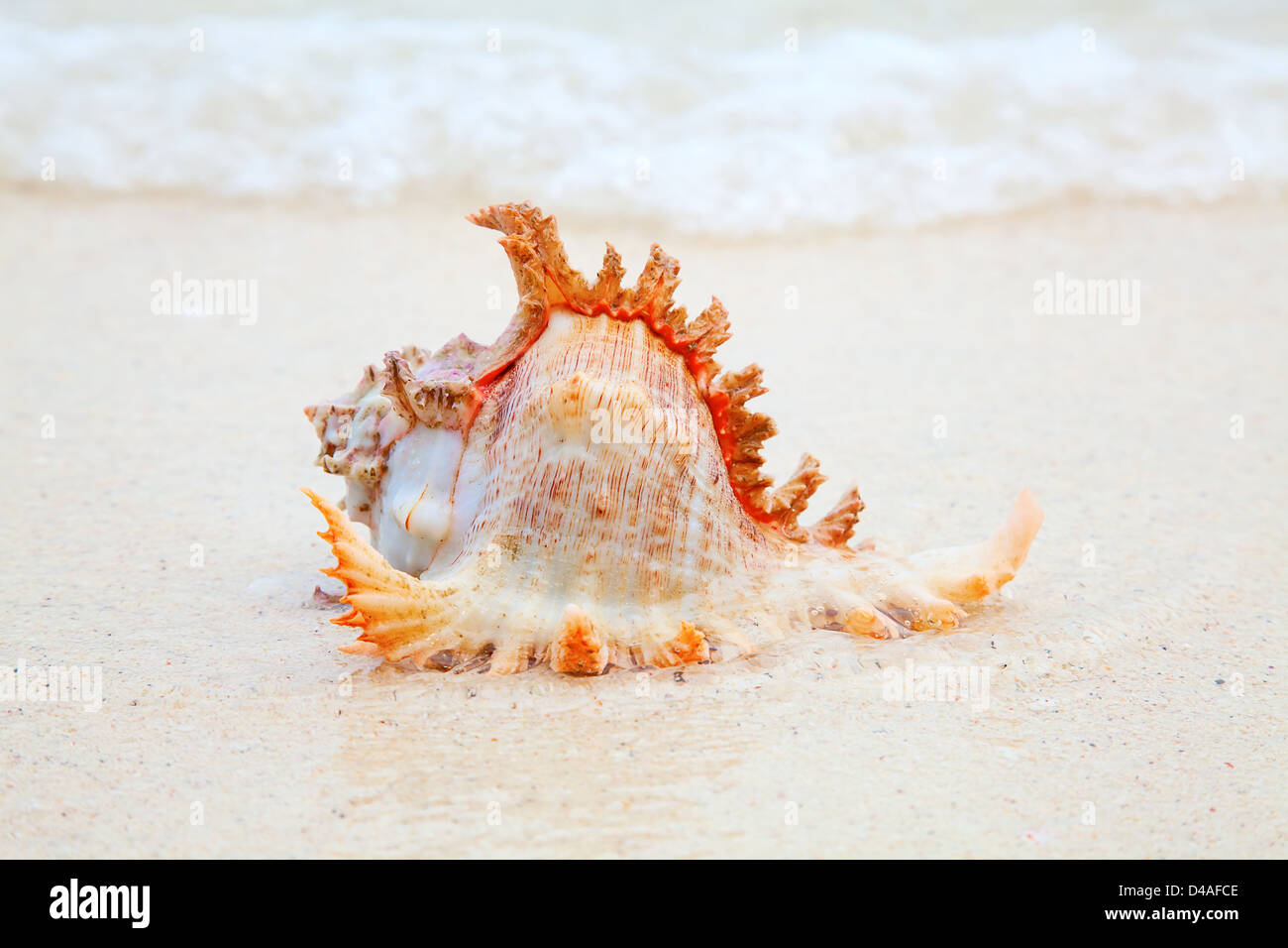 Sea shell on the shore Stock Photo - Alamy