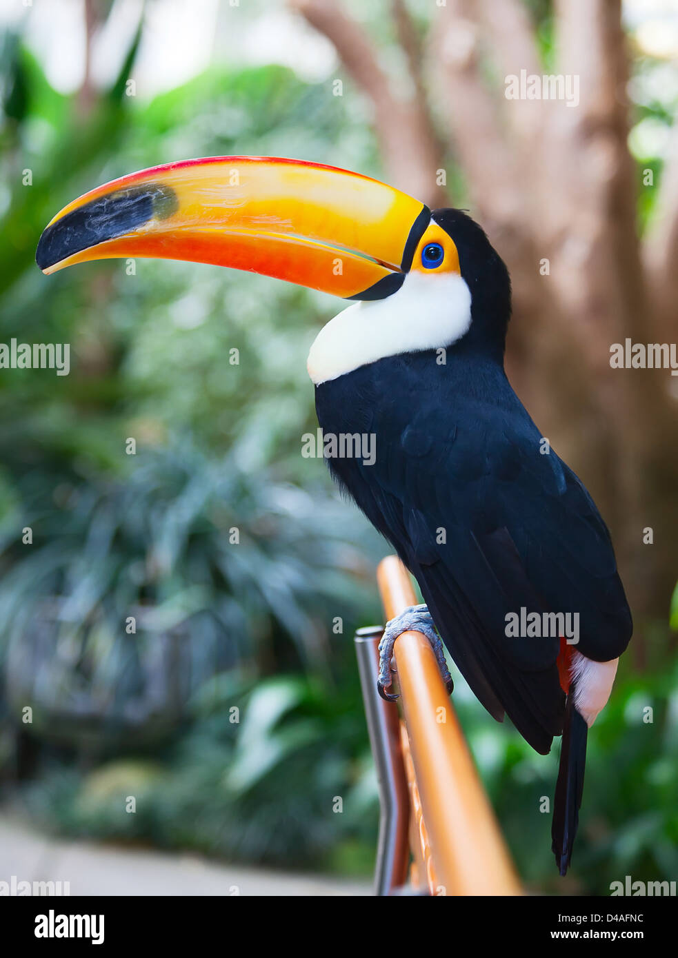 Close-up of the colorful giant toucan Stock Photo - Alamy