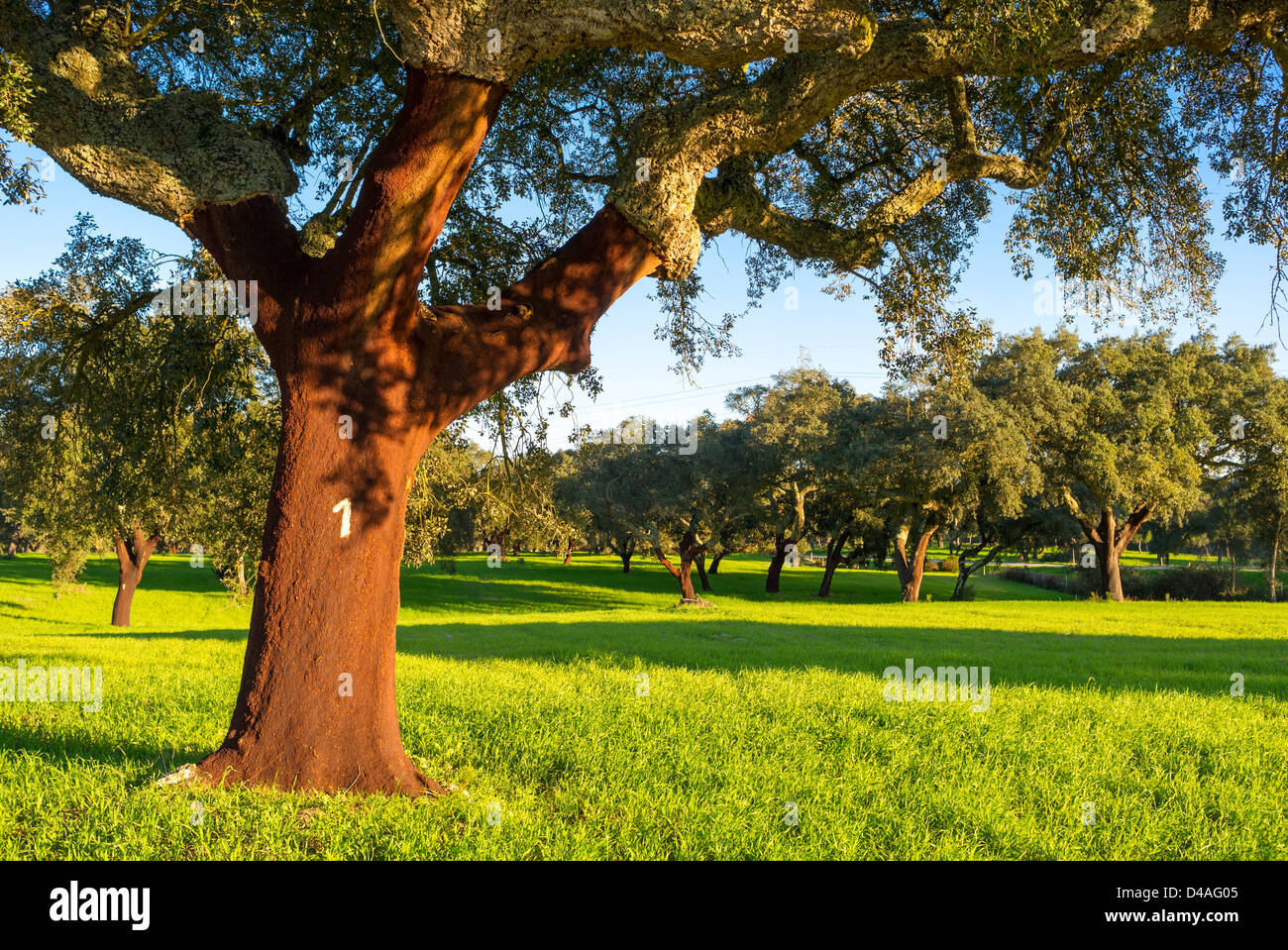 Cork oaks in Portugal Quercus suber Stock Photo - Alamy