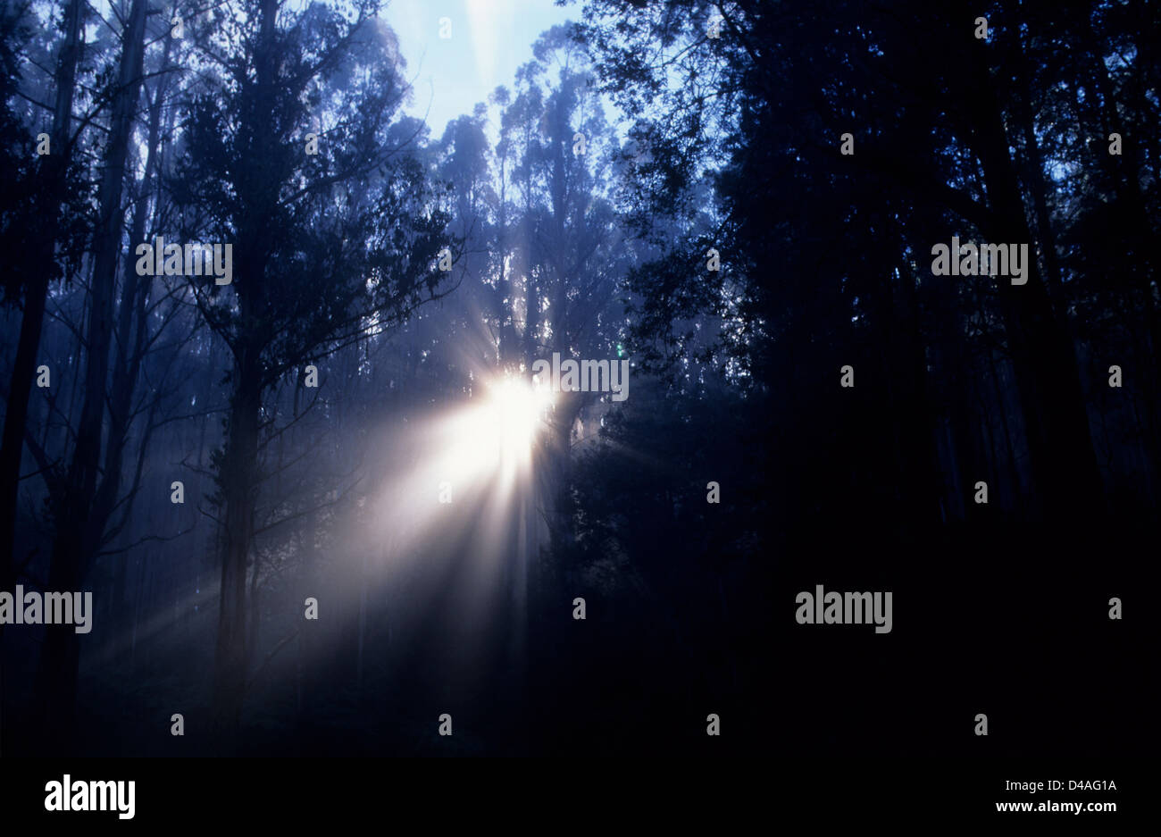 Sun streaming through misty wood, scenic, nature Stock Photo - Alamy