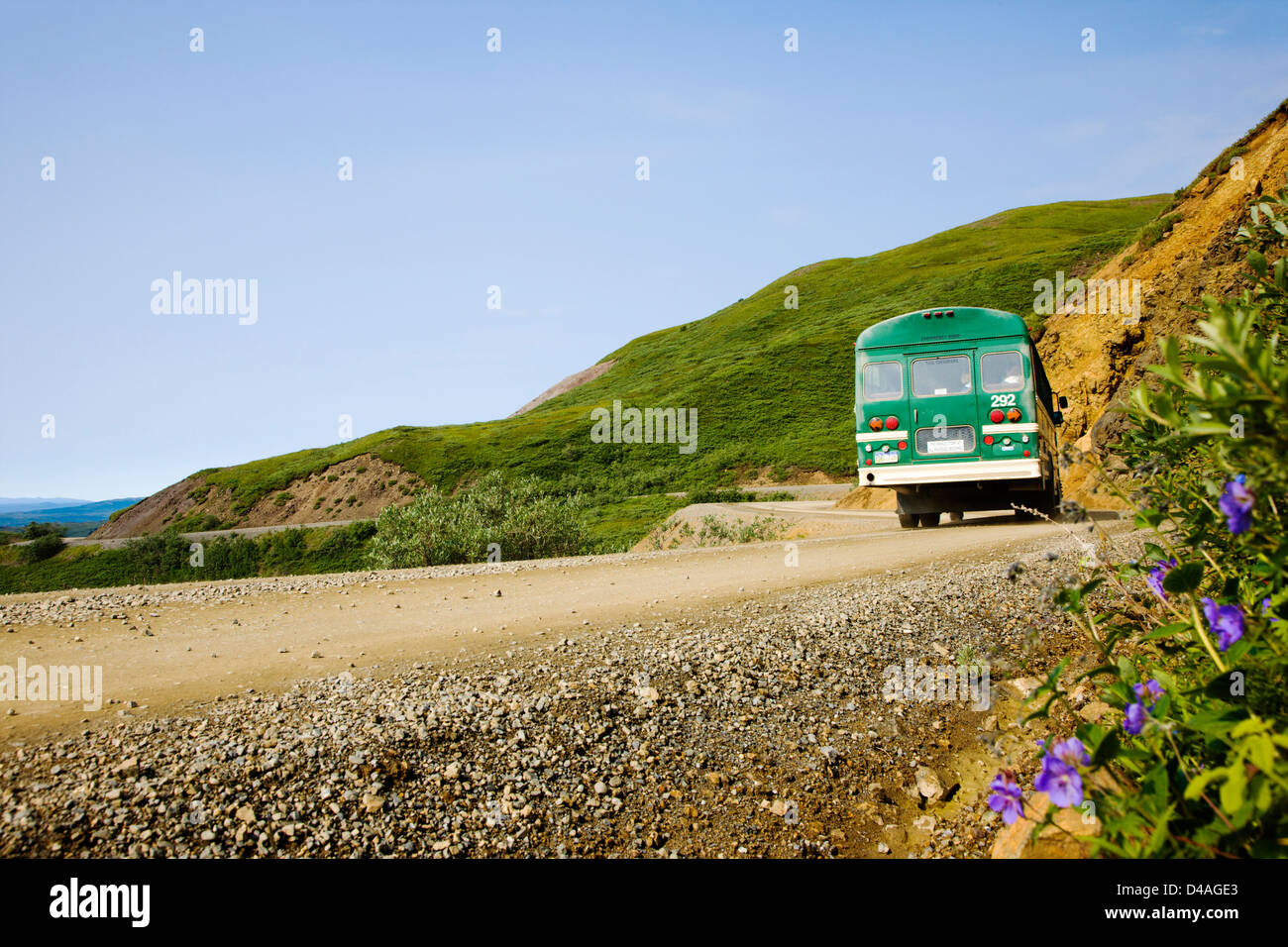 Buses shuttle visitors on the limited access Denali Park Road, Denali ...