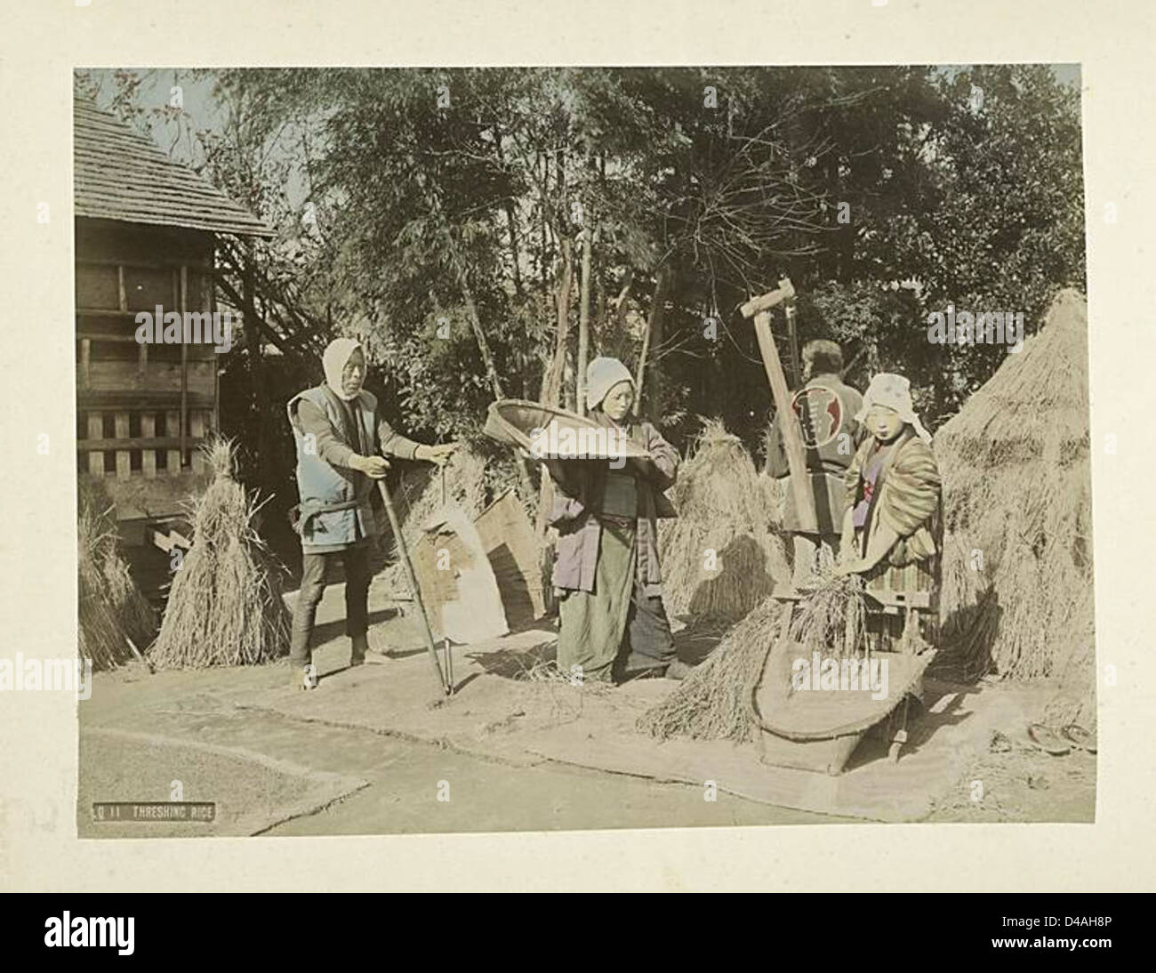 A photograph showing rice threshing in Japan, reflecting agricultural ...