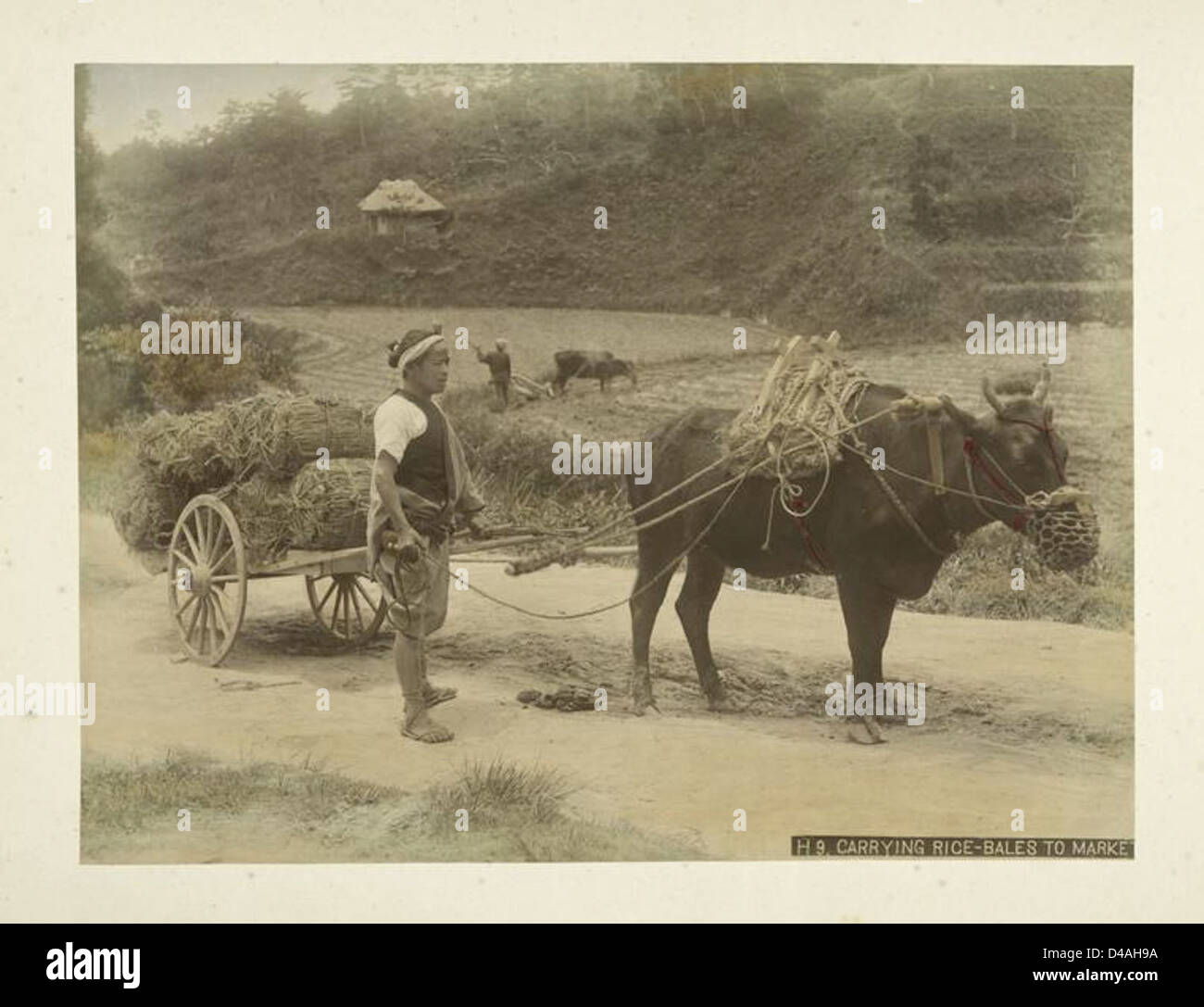 This photograph depicts farmers in Japan transporting rice bales to ...