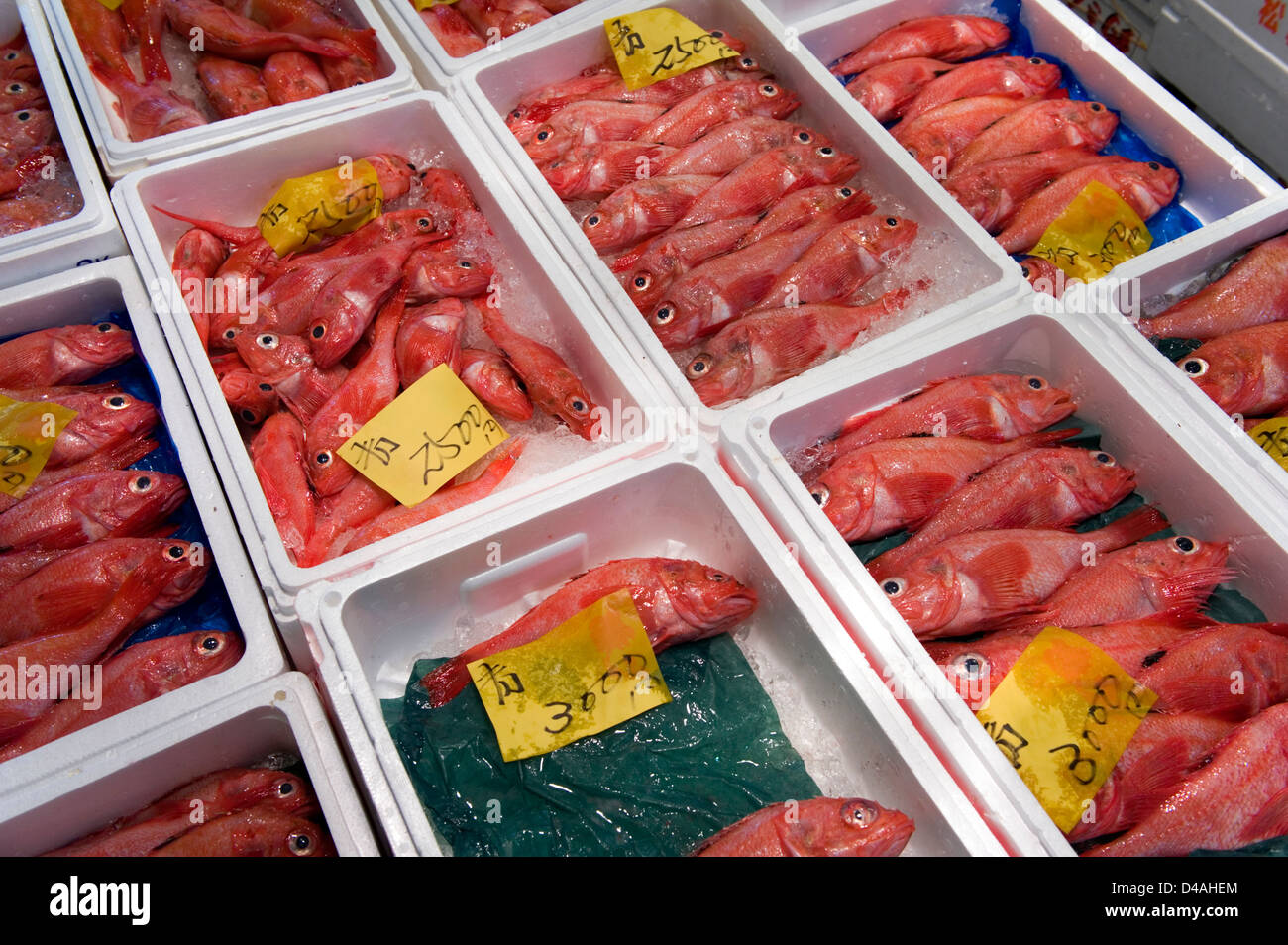Red snapper on ice for sale at Tsukiji Wholesale Fish Market, the world ...