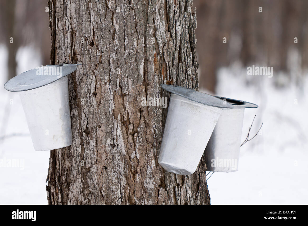 Collecting maple syrup hi-res stock photography and images - Alamy
