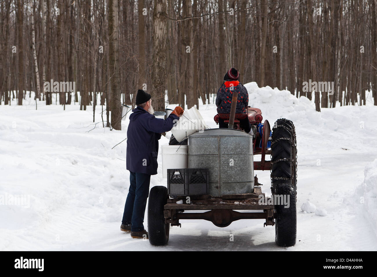 Worker collecting maple sap Stock Photo - Alamy