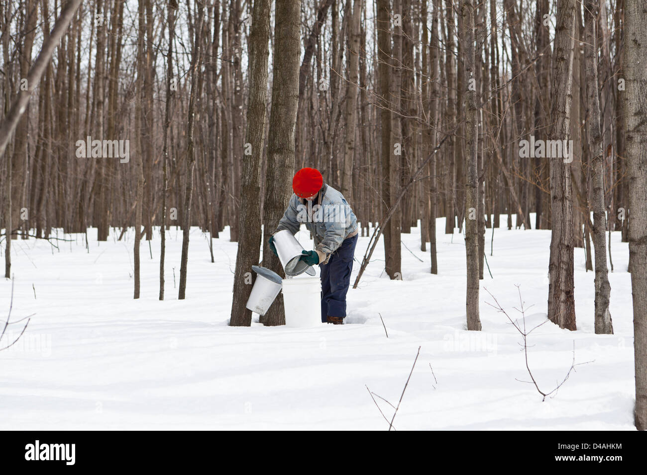 Sap collecting hi-res stock photography and images - Alamy