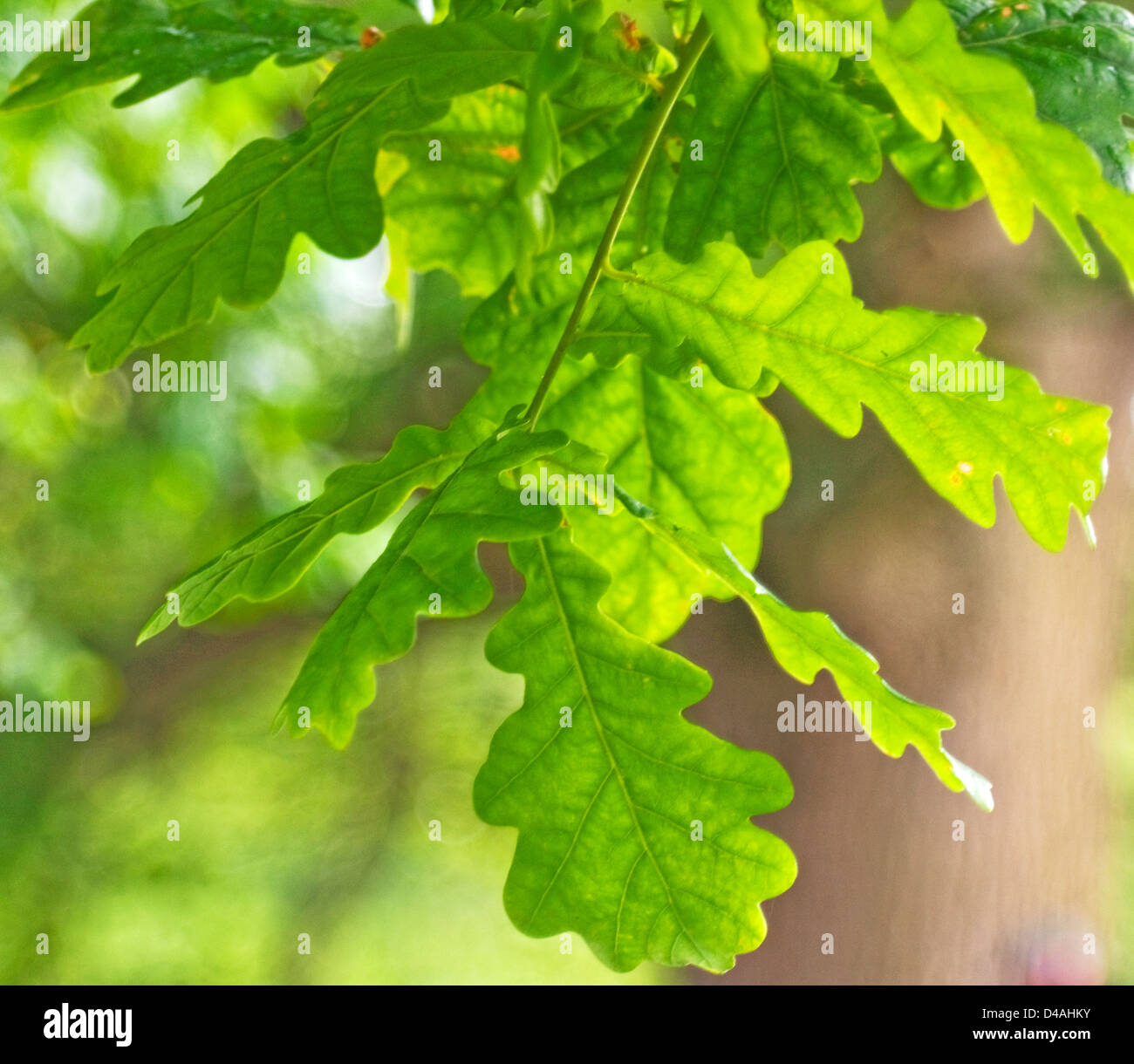 Oak tree leaves hi-res stock photography and images - Alamy