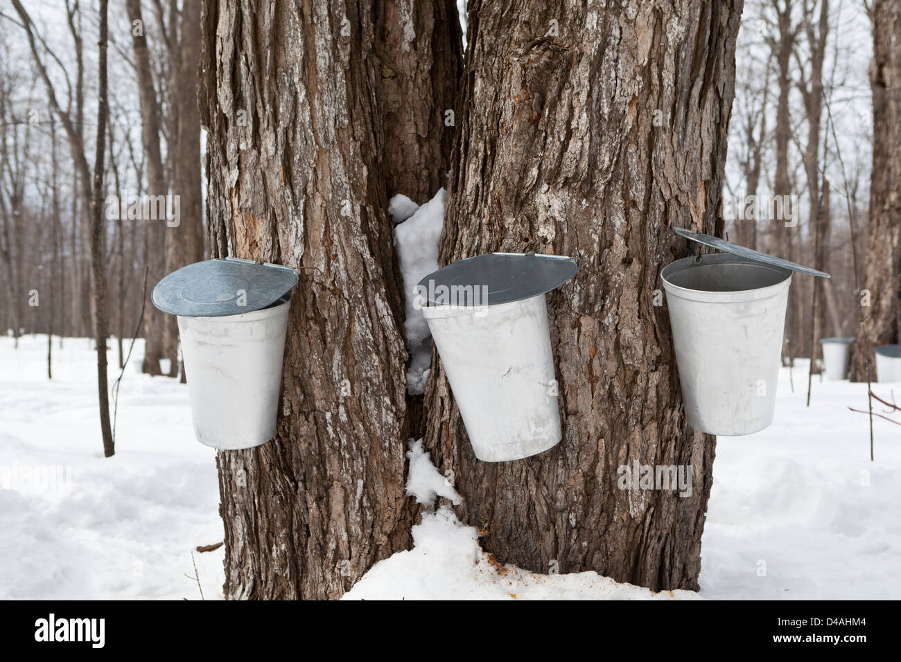 Bucket collecting maple sap Stock Photo - Alamy