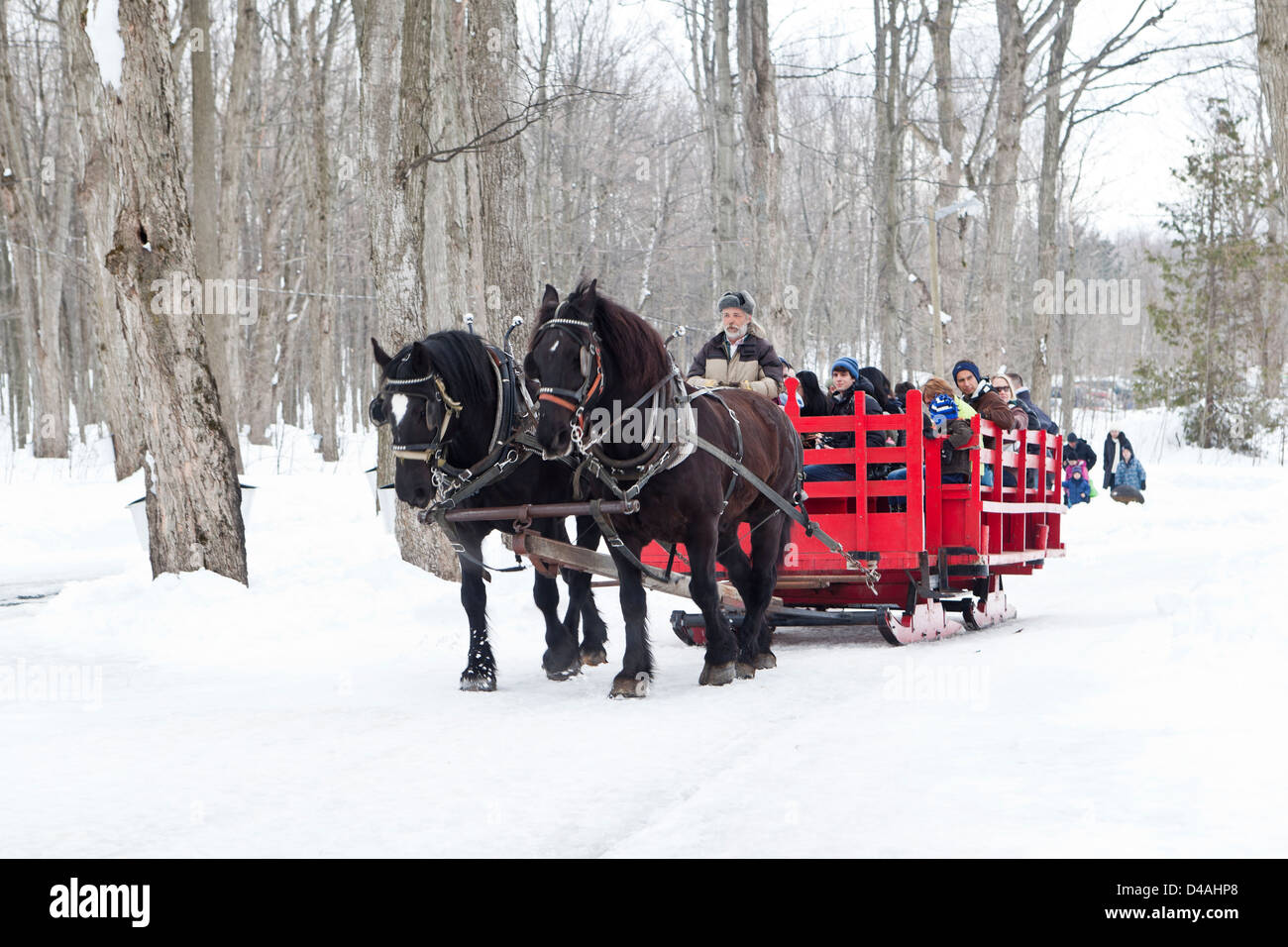 Snow horse sleigh in a maple forest Stock Photo - Alamy