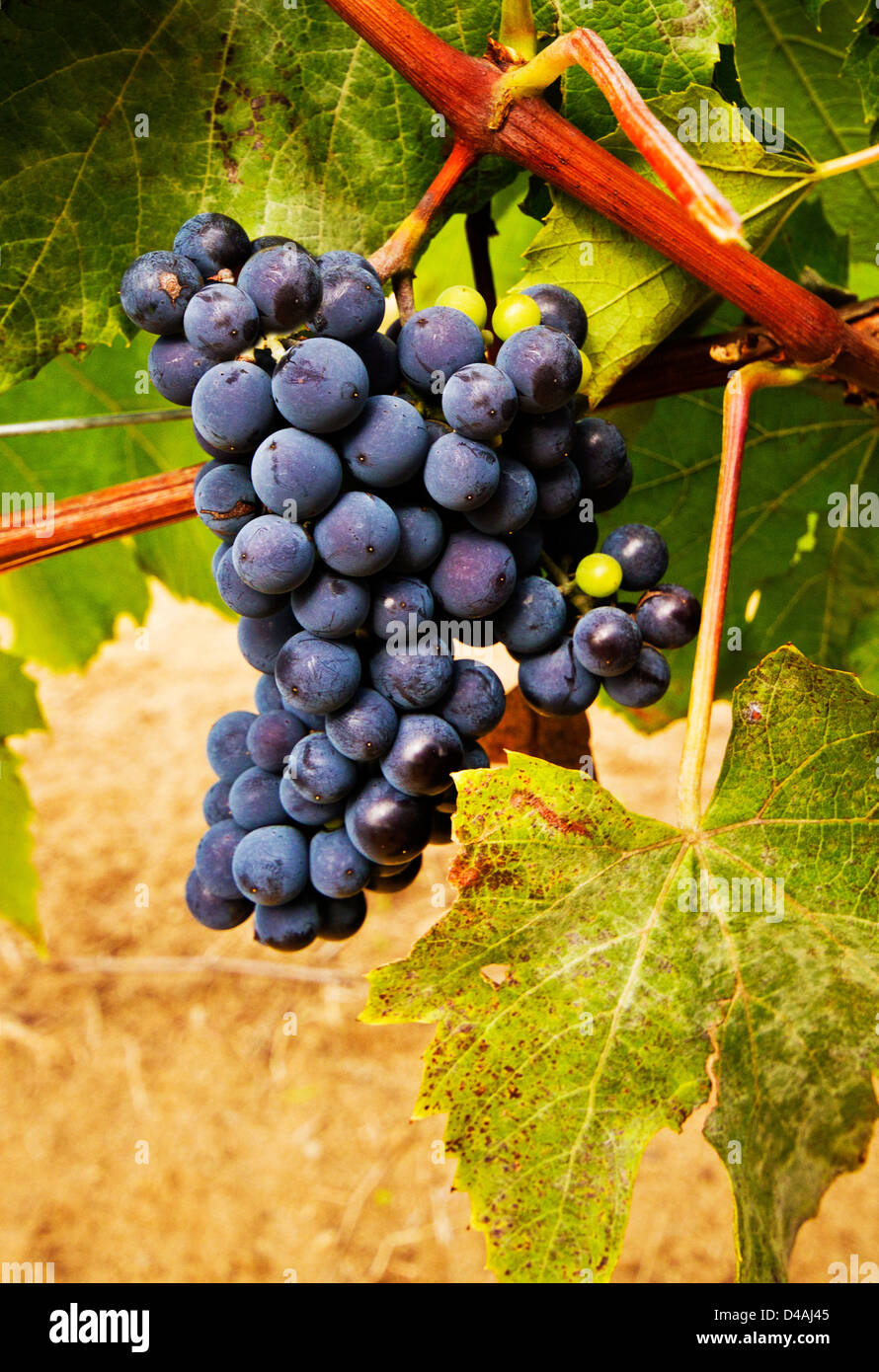 Chianti grape hi-res stock photography and images - Alamy