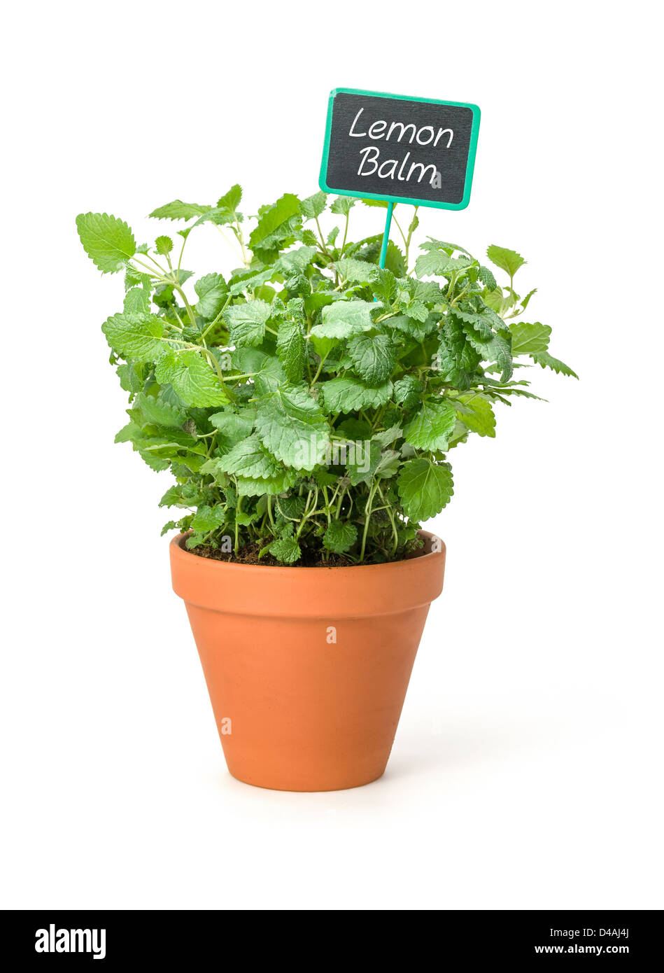 Lemon balm in the garden Cut Out Stock Images & Pictures - Alamy