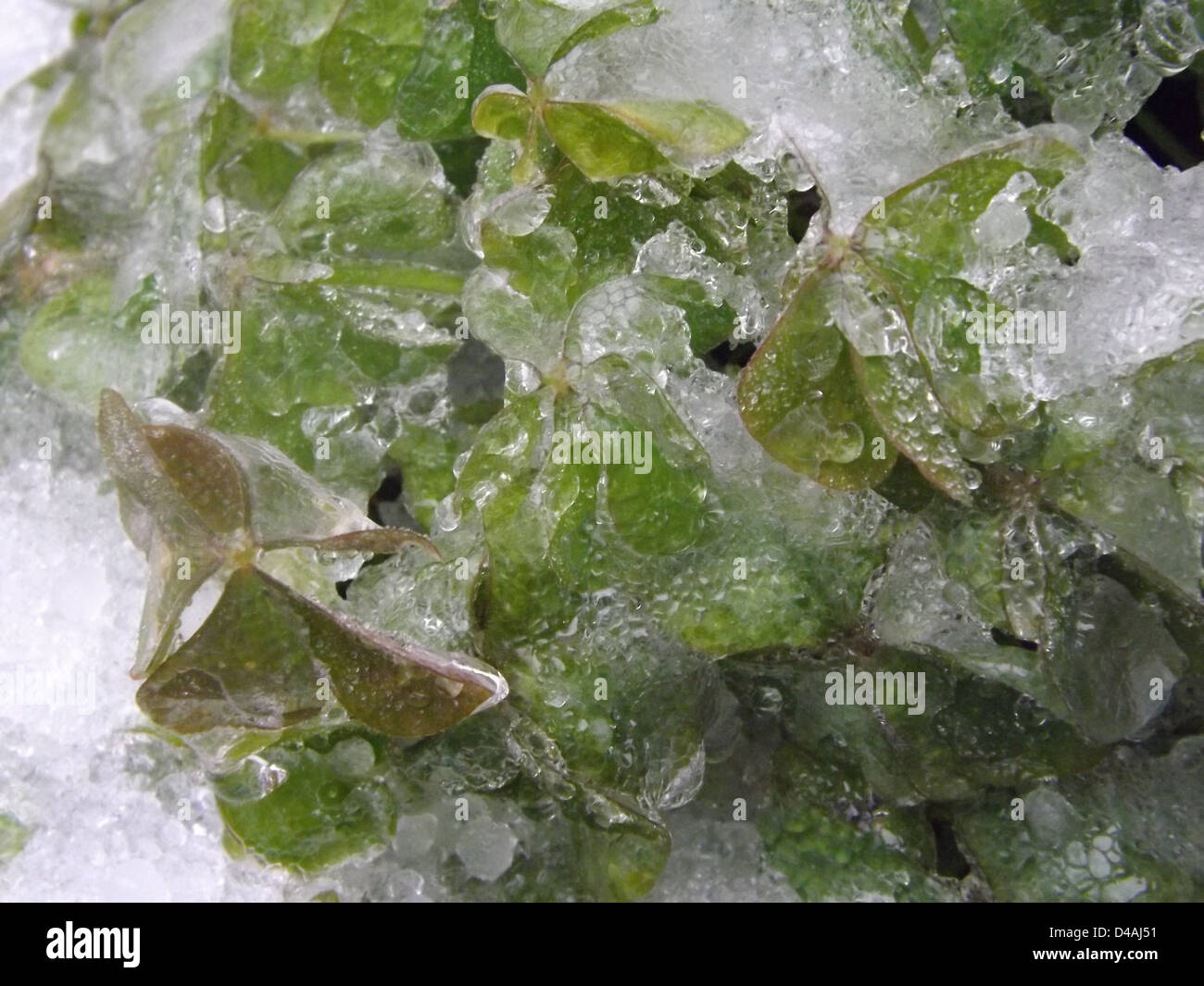 Nature during winter Stock Photo - Alamy