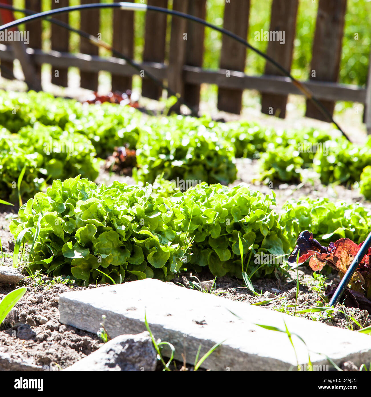 A small vegetable garden with salad during summer season, vivid colors ...
