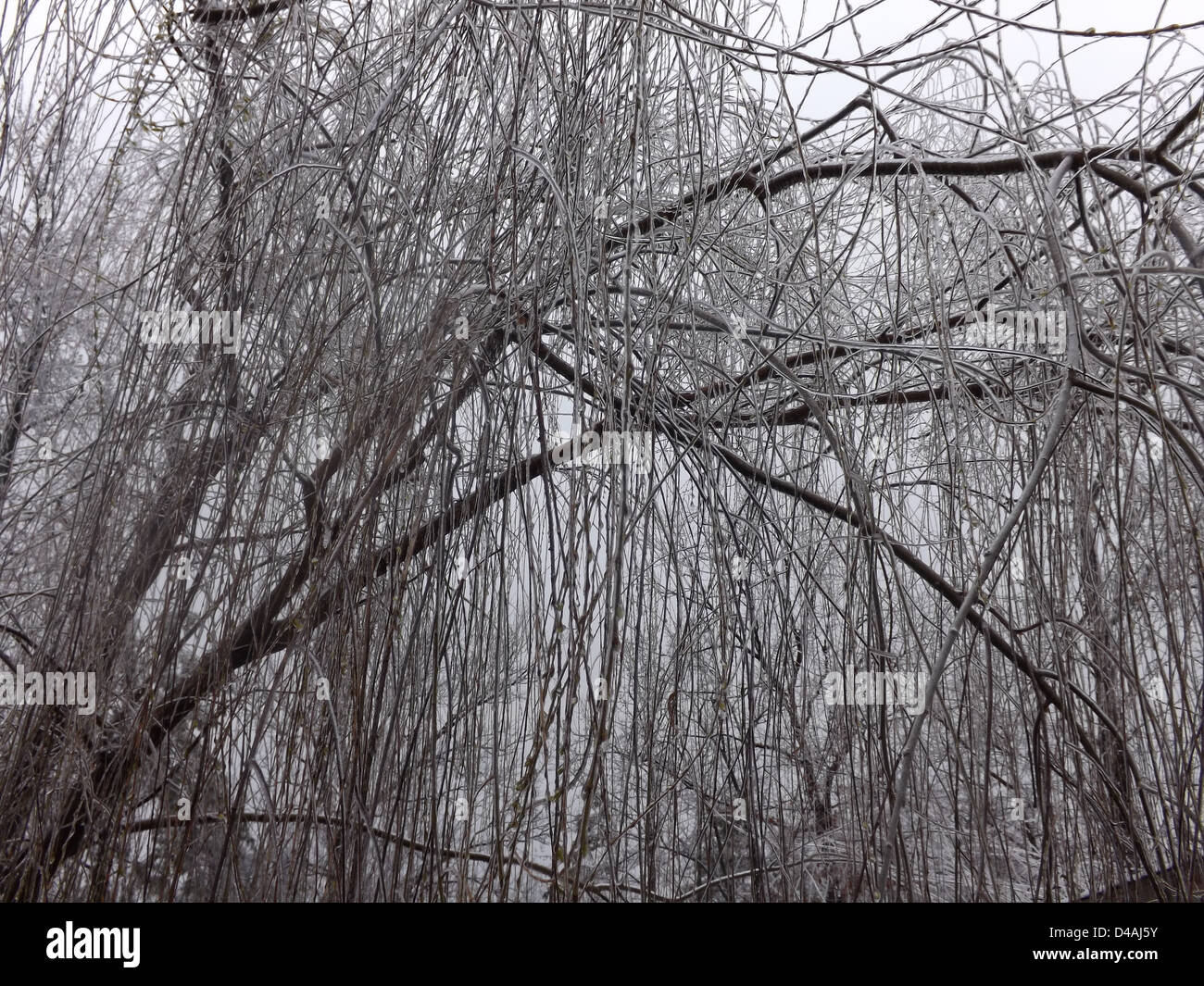Nature during winter Stock Photo - Alamy