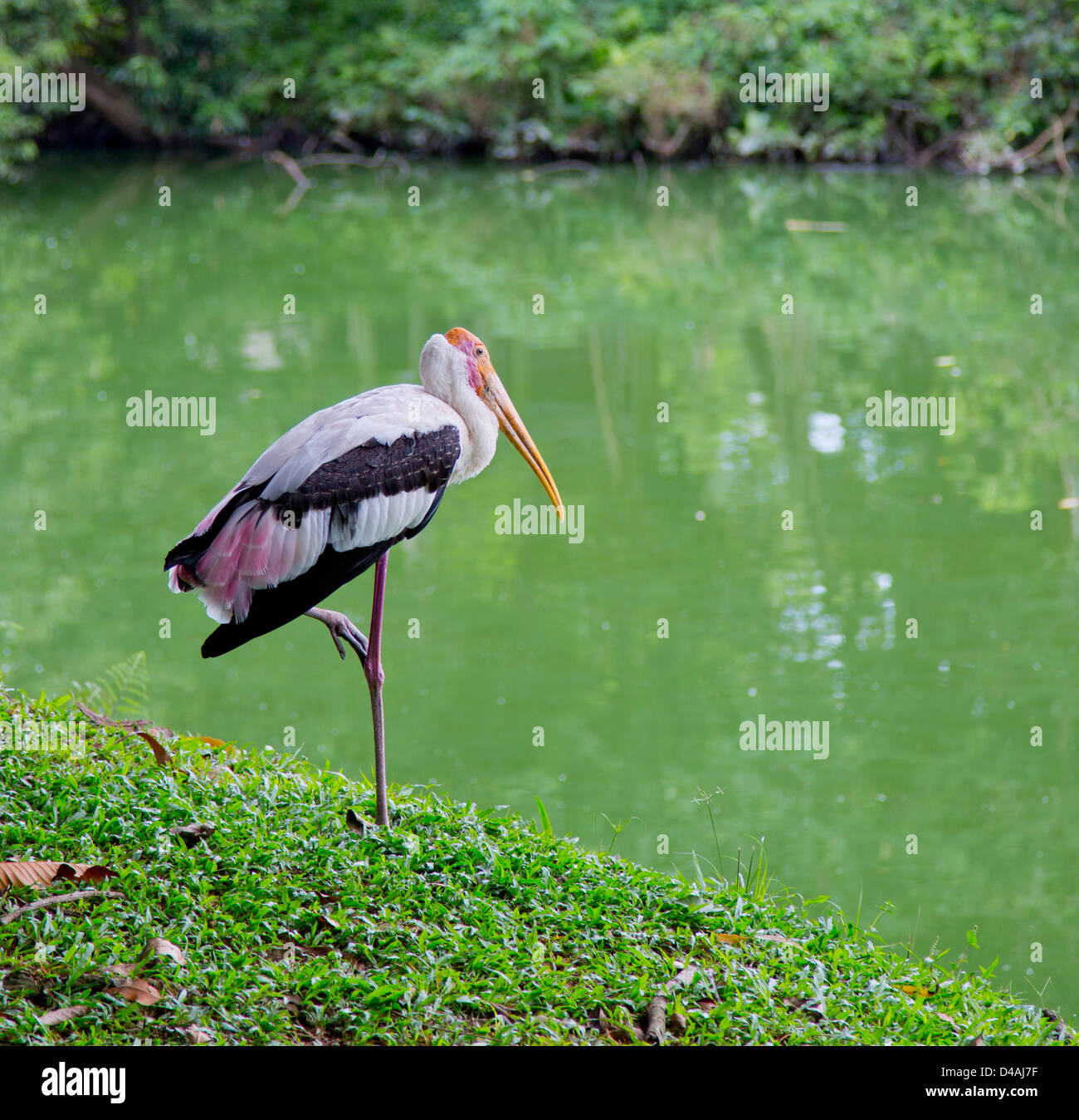 Stork standing on one leg by river bank at Zoo Negara, National Zoo of ...