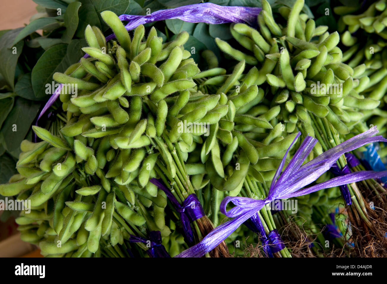 Edamame bean beans soy soya soy hi-res stock photography and images - Alamy