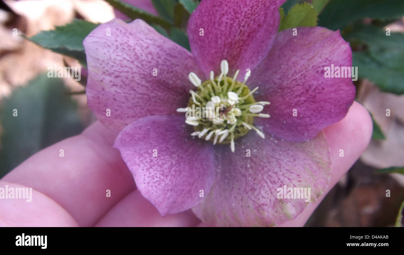 Various shots of nature Stock Photo - Alamy