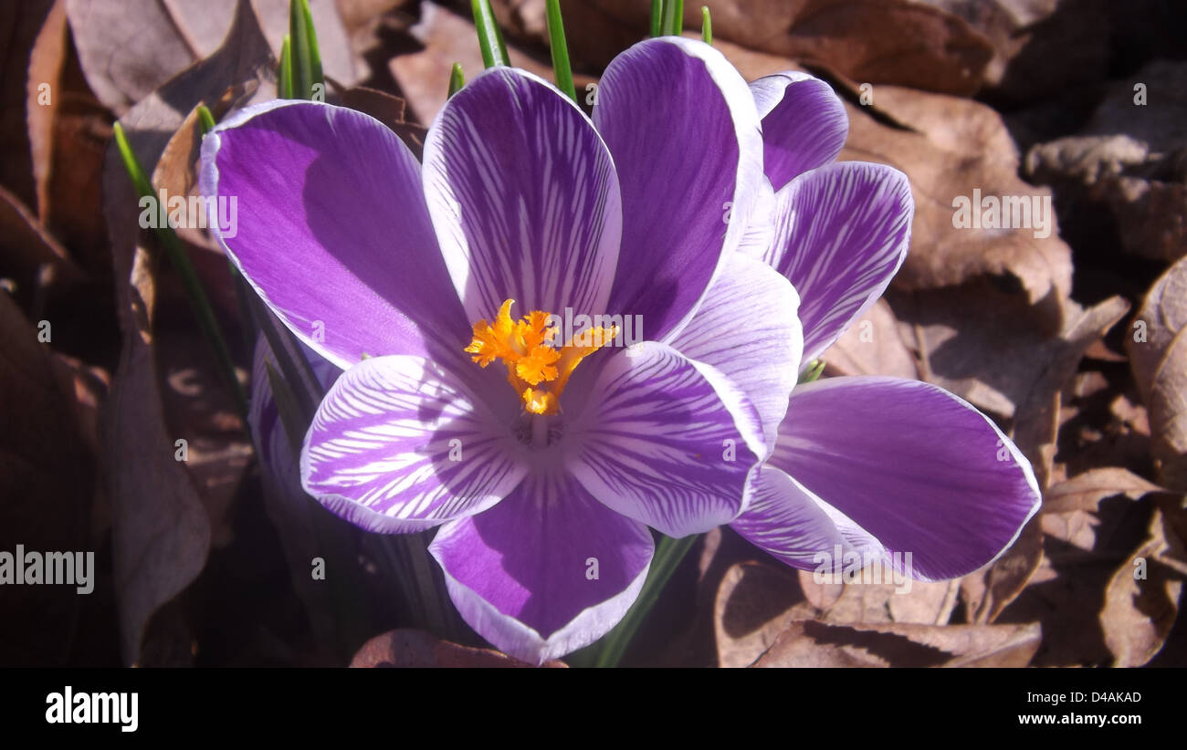 Various shots of nature Stock Photo - Alamy