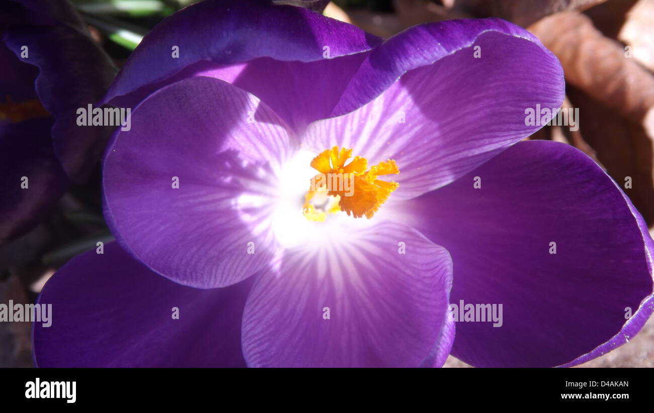 Various shots of nature Stock Photo - Alamy