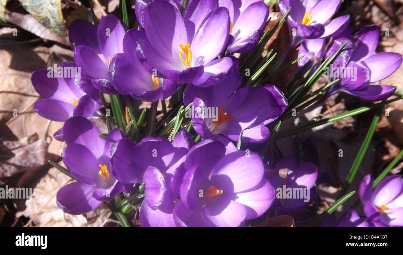 Various shots of nature Stock Photo - Alamy