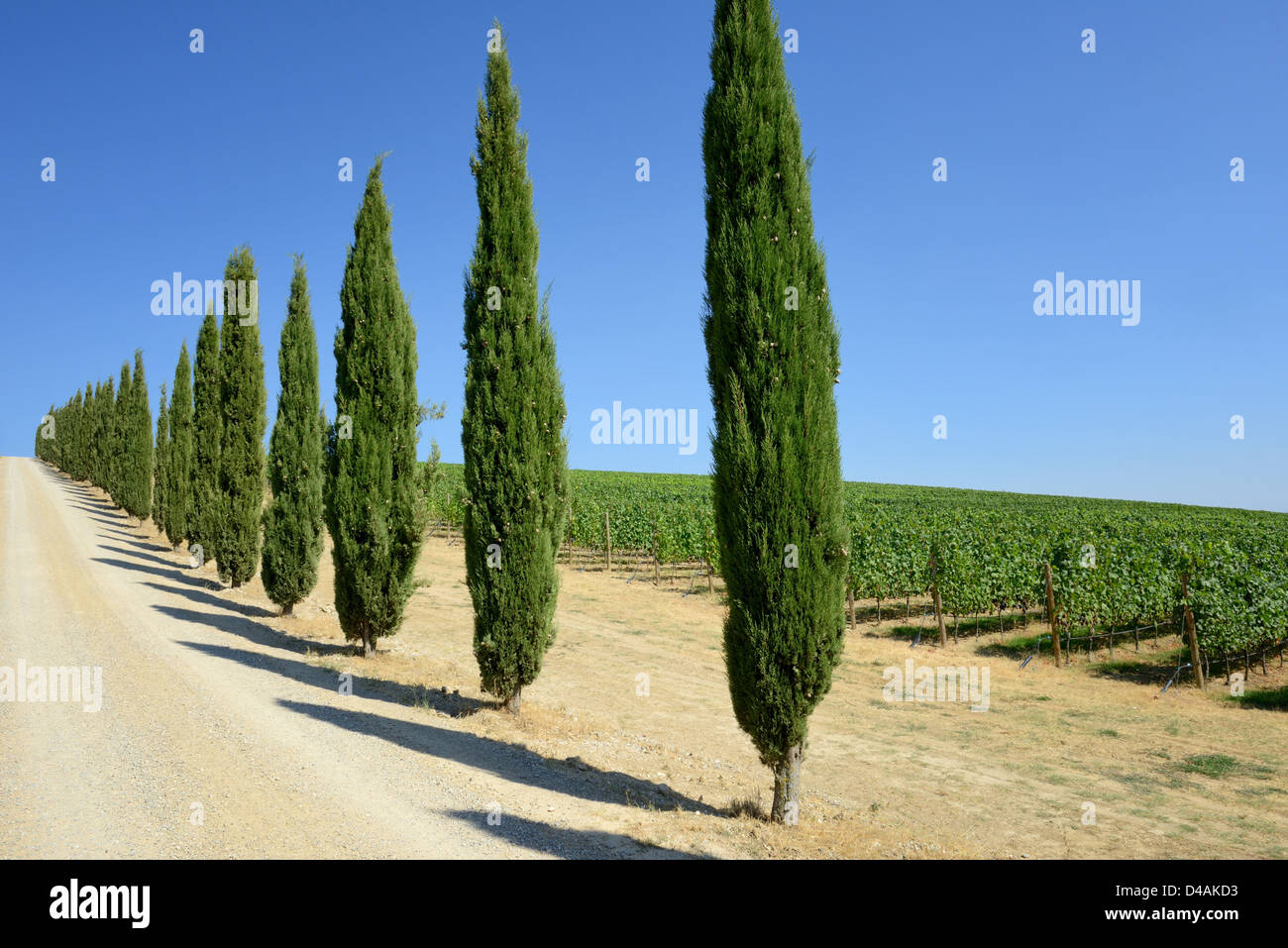 Cypress trees line a road in Tuscany, Italy Stock Photo - Alamy
