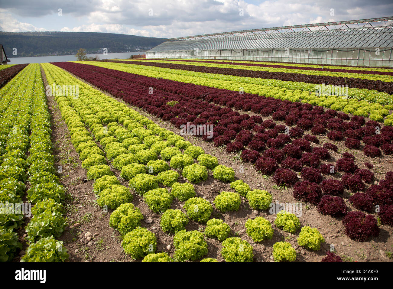 Reichenau, Germany, Organic farming on the island of Reichenau Stock ...