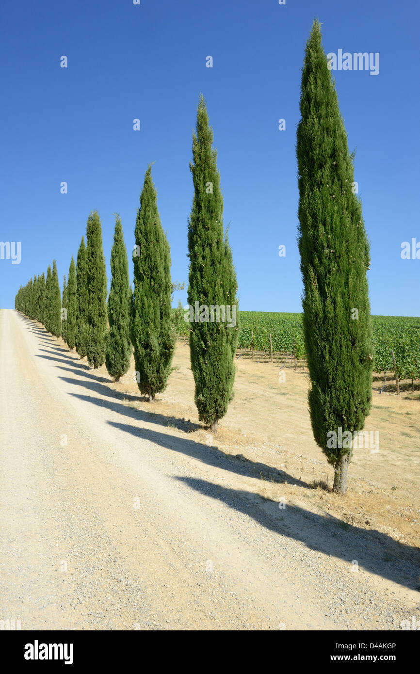 Cypress trees line a road in Tuscany, Italy Stock Photo - Alamy