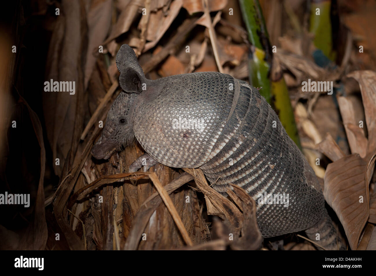 Nine-banded Armadillo, sci.name; Dasypus novemcinctus, Cocle province ...
